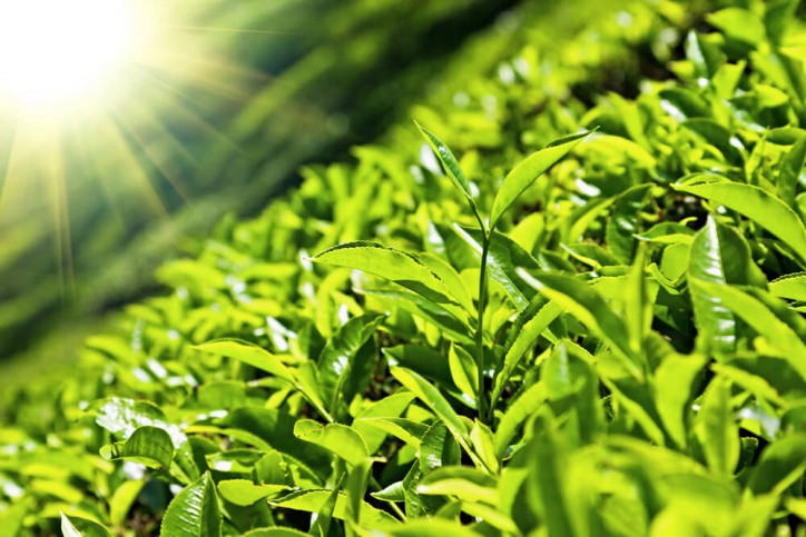 Everything You Need To Know About Green Tea | Green Tea