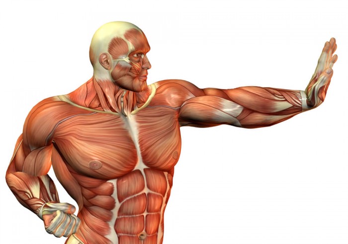 Hypertrophy: What It Is And How To Achieve It | Gym Junkies